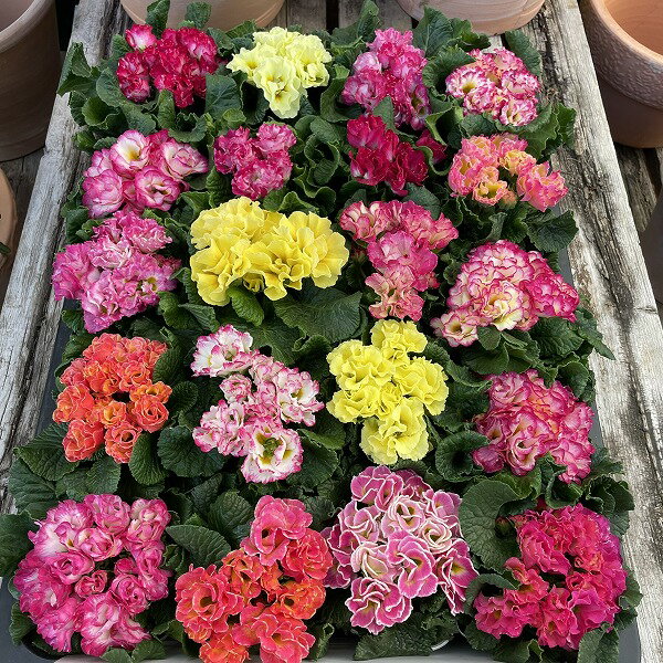 バラ咲き ジュリアン ベルローザ 横濱ハーバーコレクション 3.5号ポット プリムラ 耐寒性 花色おまかせ . 横濱生まれのおしゃれなプリムラです。個性的な色合いでとても綺麗です。花色はおまかせとなります。価格は1鉢のお値段です。鉢の直径は...