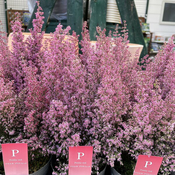 エリカ プリティーレッド 淡雪エリカ 桃花品種 3.5号ポット 寄せ植え . 小さな花をいっぱいにつけるエリカ(ヒース）はヨーロッパ及び南アフリカ原産の低木。荒れた酸性土壌に育ち、円筒形やベル型の花を咲かせます。プリティーレッドは淡雪エリカ...