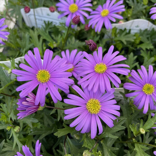 大輪ブラキカム ブラスコバイオレット 3.5号 紫 草花 花苗 . 小輪多花性の花「ブラキカム」の大輪タイプ分枝性にすぐれ、自然にマウンド状にこんもりとまとまるのでとても育てやすい品種で、花つきもいいです。価格は1鉢のお値段です。鉢の直径は...