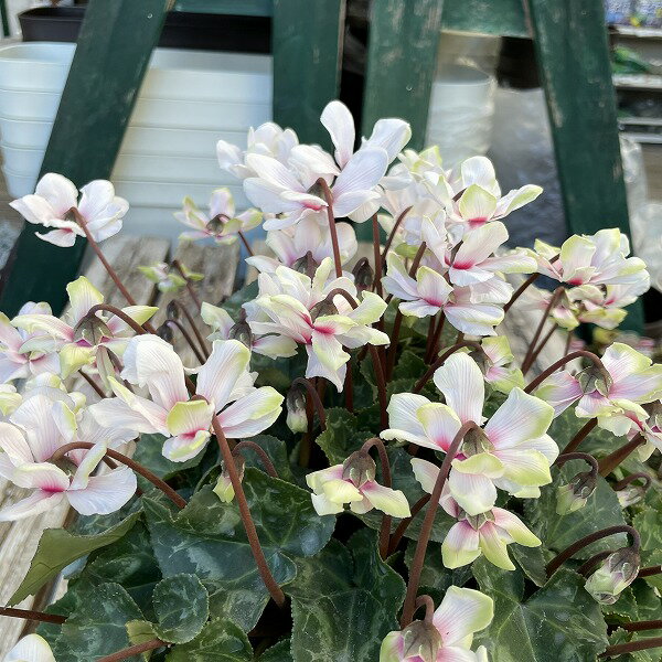 シクラメン スクリュースター クリスタルホワイト グリーン 八重咲き 多花性 鉢植え 5号鉢 クリスマス . ガーデンシクラメンになるくらい寒さに強く、抜群の花持ちで多花性の八重咲きシクラメンです。花は比較的小輪ですが、まさにスクリューのよ...