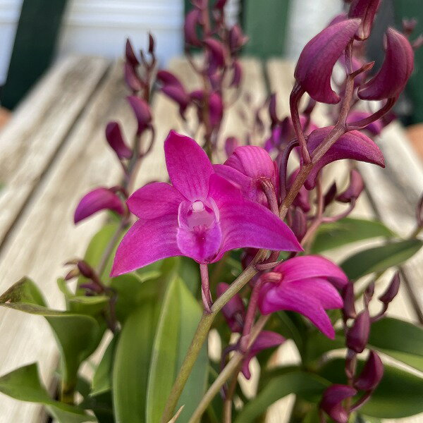 キンギアナム ダークジョイ 4号 鉢植え デンドロビューム 耐寒性 紫色 ラン . 美しい花とすばらしい香りが堪能できるラン、キンギアナム。オーストラリアの高原などに自生するデンドロビュームの仲間で、多数の交配種があります。いずれも暑さ・寒...