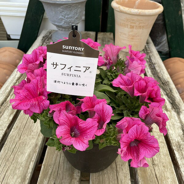 サフィニア ローズ 5号鉢 大輪系 ペチュニア サントリー . ペチュニアより雨に強く、良く咲くと人気のサントリーさんのサフィニアです。愛され続けて30年のロングセラー商品です！波打つように豪華に咲き溢れます。大輪タイプで豪華で花付きが良い...