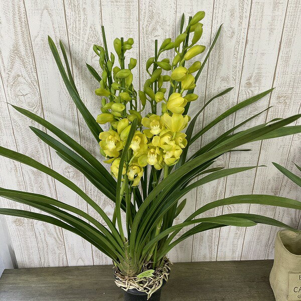 シンビジウム 黄色系 4本立ち ギフト 鉢植え 冬 ラン 贈り物 . 冬を代表するランのひとつで、丈夫で花持ちも良く、とても華やかなので、お歳暮やお年賀にぴったりです。価格は1鉢のお値段です。鉢の大きさ6号鉢（18cm）です。 11