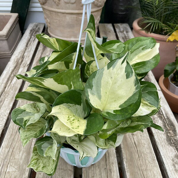 観葉植物 ポトス ステータス 5号吊り鉢 鉢植え . ステータスはエンジョイの枝変わり選抜品種で斑入り葉がきれいな品種です。丸みを帯びくるりとウェーブした葉姿は大変ゴージャスで、ポトスの王様のような風格があります。そのまま飾って長くお楽しみ...