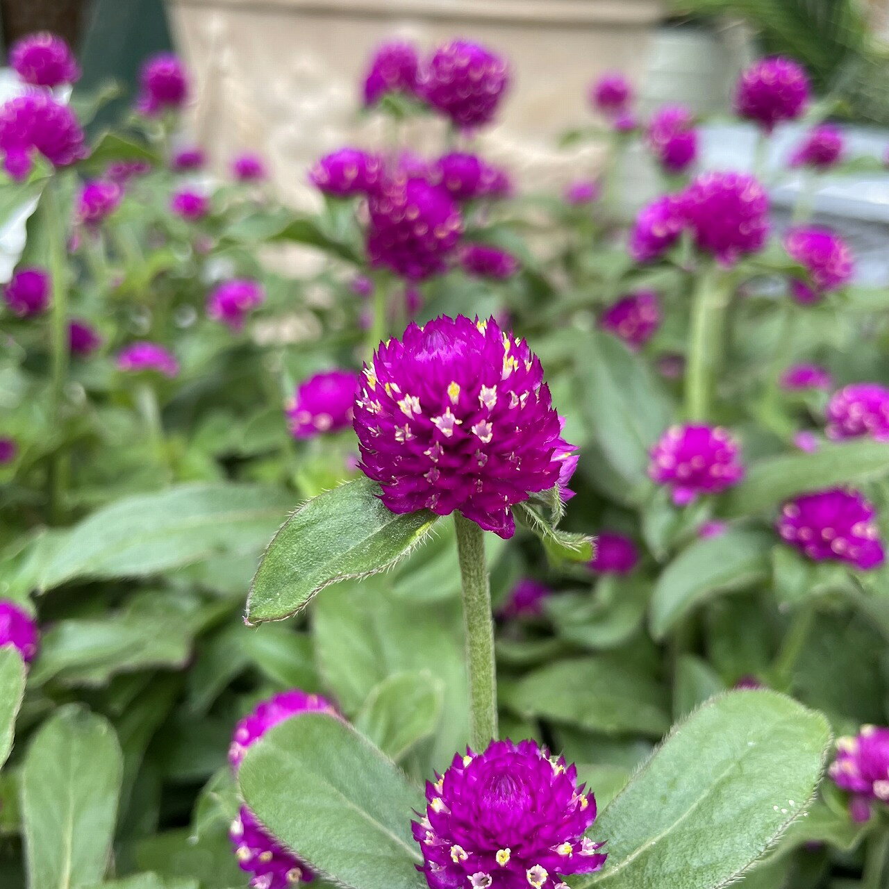 千日紅 ミラーボール センニチコウ 3.5号 紫 花苗 切り花 . ネオンのように輝くローズピンクの千日紅。夏の高温多湿に強く、強健でたくさんの花を咲かせます。葉色と花のコントラストもきれい。花壇、鉢花、切花、ドライフラワーに最適です。夏花...