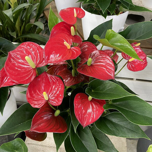観葉植物 アンスリューム ミクラ 赤花品種 6号鉢 夏 トロピカル . 花付きの良いアンスリュームの鉢植えです。ハート型の花と葉をもち、切り花として使用されることも多いアンスリューム。ご家庭でも花を咲かせられ、1つの花が1ヶ月以上もつので、...