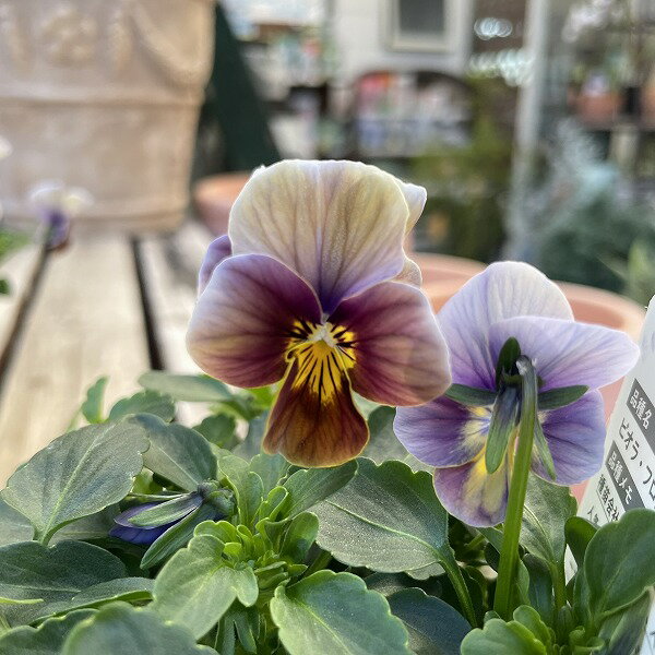 ビオラ フロステッドチョコレート 3.5号ポット 花壇 冬 アンティーク 草花 . 冬の花壇を代表するビオラ。フロステッドチョコレートは、花弁の外側は紫、中心がチョコレートのような褐色のビオラです。寄せ植えや花壇植えにおすすめです。価格は1...