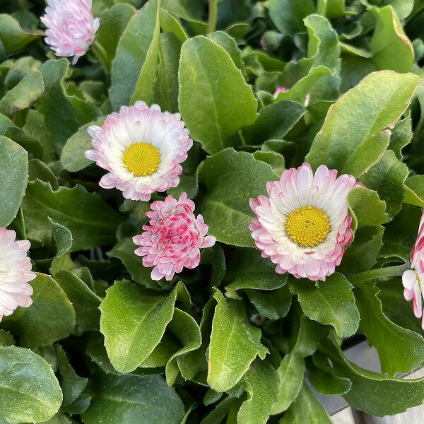 イングリッシュデージー ロリポップ デージー 原種 ピンク 3.5号 花苗 . イングリッシュデージーはデージーの原種で、春に花径1〜2cm程の可愛らしい一重の花を次々に咲かせ長く楽しめます。ロリポップはピンク系の品種。花色はライトピンク、...