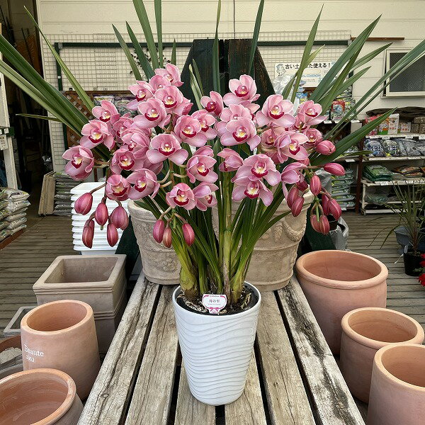 【現品】 シンビジューム ラディアントオベロン “苺の雫” ピンク 4本立ち アーチ 鉢植え 冬 ラン . 冬を代表するランのひとつで、丈夫で花持ちも良く、とても華やかです。ピンクは一番人気のお色です。価格は1鉢のお値段です。鉢の大きさ7号...