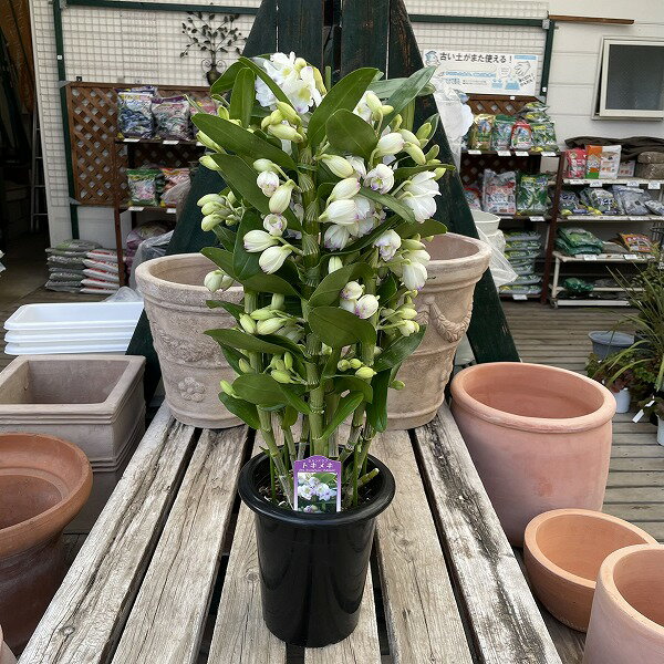 デンドロビウム セカンドラブ トキメキ ノビル系 6号鉢 白色 ラン . 花弁の縁がほのかにピンクに色付くセカンドラブ・トキメキは、デンドロビウムの代表的な品種です。非常に花付きが良いタイプです。洋ランの中でも比較的育てやすく初めての方にも...