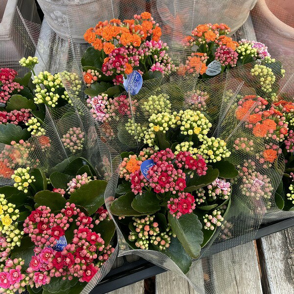 八重咲き カランコエ MIX植え カランディバ 5号鉢 花色おまかせ . 八重咲きのかわいいカランコエです。ミックス植えなので、1鉢でいろいろな色が楽しめます。管理も簡単なお花で水も少なくて大丈夫です。価格は1鉢のお値段です。鉢の直径は15...