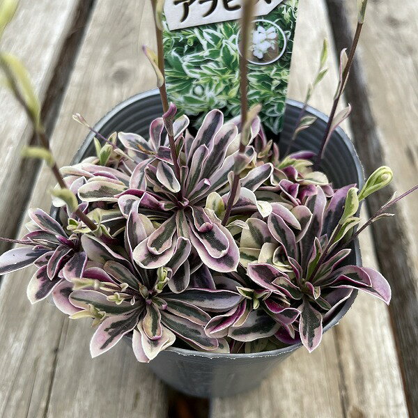 アラビス 斑入り プロクレンス 3号ポット 耐寒性 アブラナ科 おしゃれ カラーリーフ . 斑入りアラビス プロクレンスは緑色の葉にクリーム～白色の斑入り、這うようにして広がります。 日なたが好きですが寒さに強く、冬のリーフとしておすすめで...