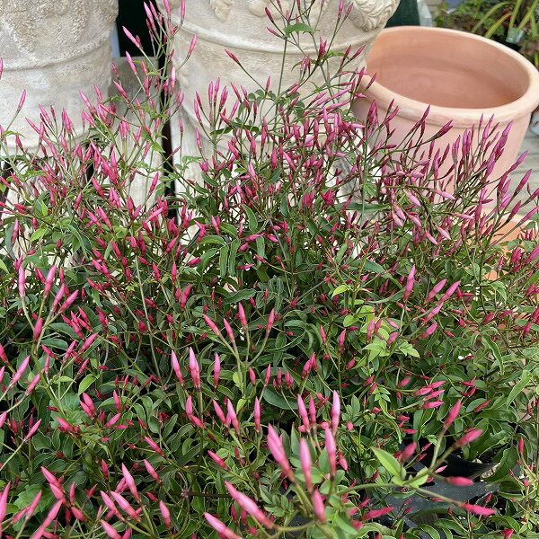 ハゴロモジャスミン 羽衣ジャスミン 3.5号 つる性 香り 草花 . ハゴロモジャスミンはソケイの1種で、春に白い花を株いっぱいに咲かせ、とてもよい香りのするつる性植物です。鉢植えにして支柱を立てて栽培してください。関東以南の暖地では庭植え...