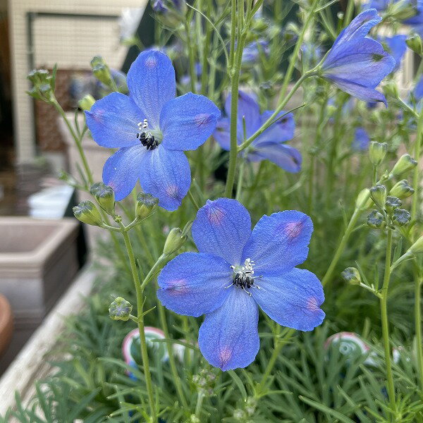 デルフィニウム チアブルー 3.5号ポット 青花 コンパクト . 大輪の澄んだ深青色の花が魅力的。花に距がないため、花が上を向くのも特徴です。株元からたくさんの花茎が上がり、コンパクトな株姿にまとまります。価格は1鉢のお値段です。鉢の直径は...