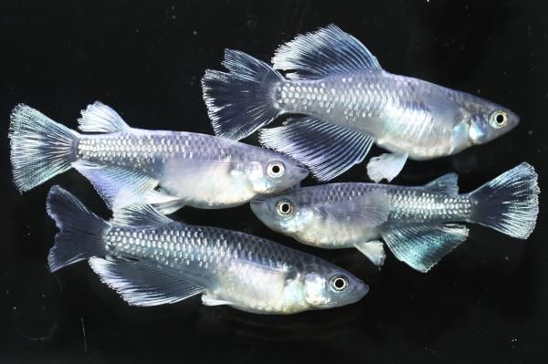 写真の現物メダカをお送りいたします。 めだかの体色・体型・柄や特徴など、画像にてご検討ください。 匹数、サイズは商品名をご確認ください。 【めだかの館の特長1】 「楊貴妃」発祥の店！創業20年以上の老舗改良メダカ専門店。　当店は2000年創...