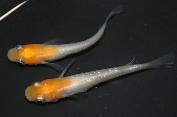 写真の現物メダカをお送りいたします。 めだかの体色・体型・柄や特徴など、画像にてご検討ください。 匹数、サイズは商品名をご確認ください。 【めだかの館の特長1】 「楊貴妃」発祥の店！創業20年以上の老舗改良メダカ専門店。　当店は2000年創...