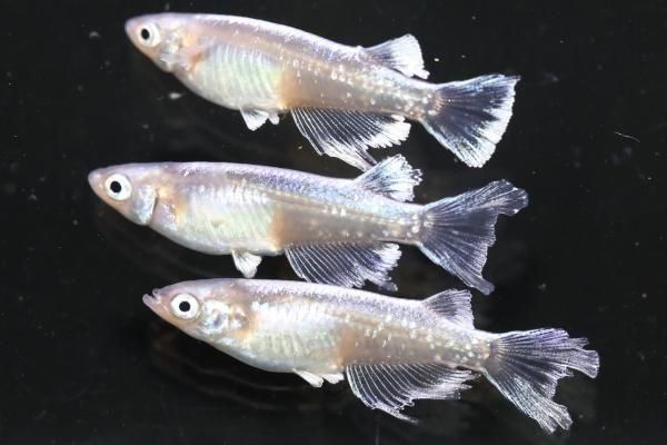 写真の現物メダカをお送りいたします。 めだかの体色・体型・柄や特徴など、画像にてご検討ください。 匹数、サイズは商品名をご確認ください。 【めだかの館の特長1】 「楊貴妃」発祥の店！創業20年以上の老舗改良メダカ専門店。　当店は2000年創...