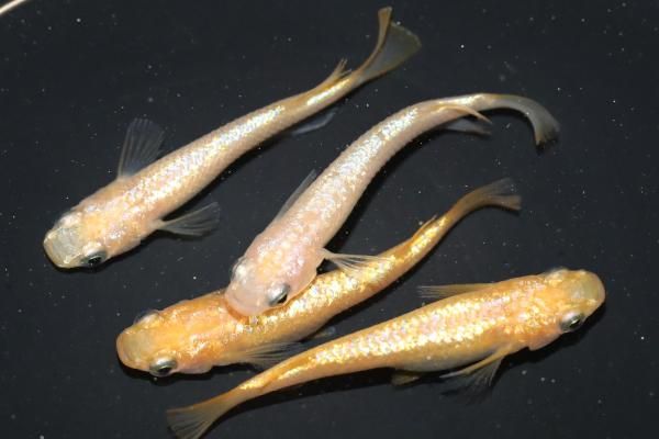 写真の現物メダカをお送りいたします。 めだかの体色・体型・柄や特徴など、画像にてご検討ください。 匹数、サイズは商品名をご確認ください。 【めだかの館の特長1】 「楊貴妃」発祥の店！創業20年以上の老舗改良メダカ専門店。　当店は2000年創...