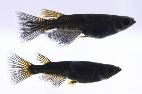 写真の現物メダカをお送りいたします。 めだかの体色・体型・柄や特徴など、画像にてご検討ください。 匹数、サイズは商品名をご確認ください。 【めだかの館の特長1】 「楊貴妃」発祥の店！創業20年以上の老舗改良メダカ専門店。　当店は2000年創...