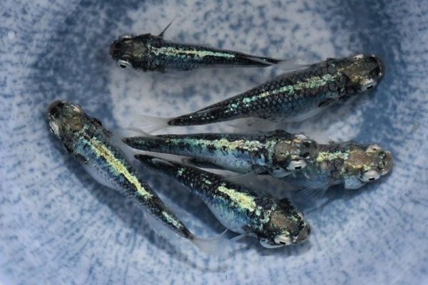 商品情報名称ネメシス・ネオメダカ（稚魚）内容量10匹その他商品説明ネメシス×松井ヒレ長鋼メダカから産出しました、ネメシスに黄色素が入り、体内黒もより濃くなっています。表現の遺伝率は高く、約70％ほど体内黒が表現されます。【発送について】観賞...