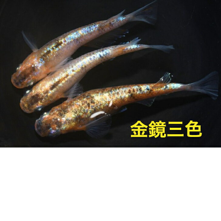 商品情報名称金鏡三色メダカ（稚魚）内容量10匹その他商品説明【発送について】観賞魚用ビニール袋に圧縮酸素を入れ袋を2重にし、それをダンボールまたは発泡スチロールの箱にてお送りいたします。無選別にてお送りいたしますので、サイズ、柄、雄雌の指定...