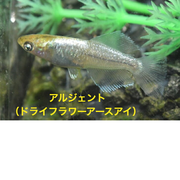 商品情報名称アルジェント（ドライフラワーアースアイ）メダカ（稚魚）内容量10匹その他商品説明【発送について】観賞魚用ビニール袋に圧縮酸素を入れ袋を2重にし、それをダンボールまたは発泡スチロールの箱にてお送りいたします。無選別にてお送りいたし...