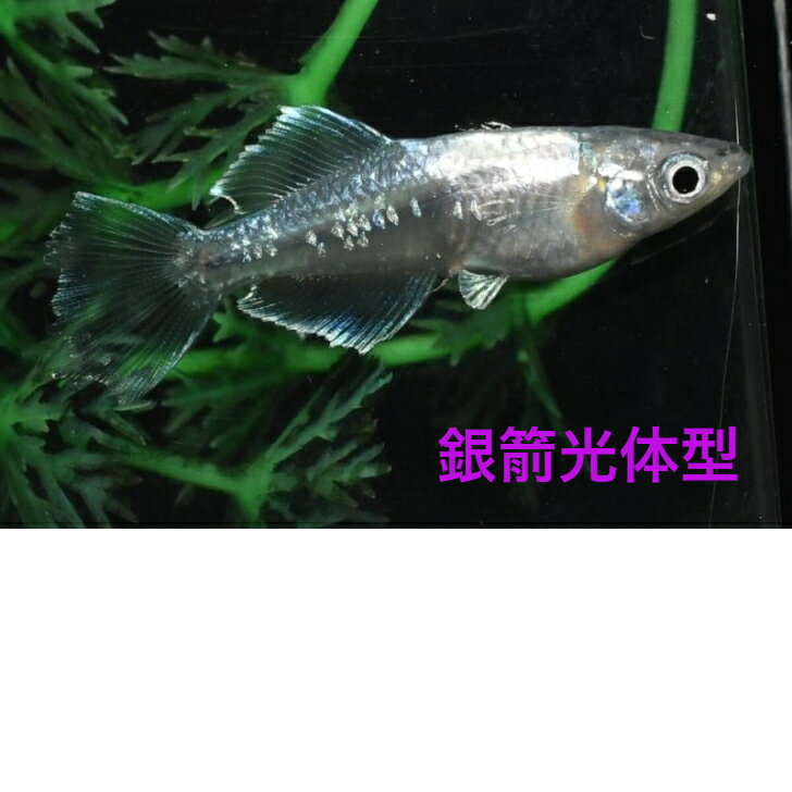 商品情報名称銀箭光体型メダカ（稚魚）内容量10匹その他商品説明【発送について】観賞魚用ビニール袋に圧縮酸素を入れ袋を2重にし、それをダンボールまたは発泡スチロールの箱にてお送りいたします。無選別にてお送りいたしますので、サイズ、柄、雄雌の指...