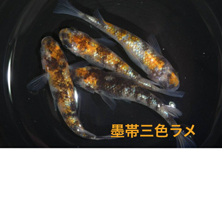 商品情報名称墨帯三色ラメメダカ（稚魚）内容量10匹その他商品説明【発送について】観賞魚用ビニール袋に圧縮酸素を入れ袋を2重にし、それをダンボールまたは発泡スチロールの箱にてお送りいたします。無選別にてお送りいたしますので、サイズ、柄、雄雌の...