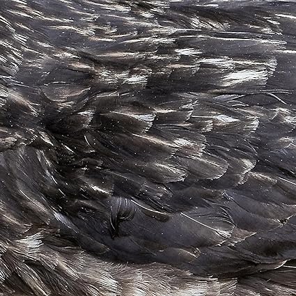 中古につき手入れ作業（研磨＆特殊ケースは除き中古ケースから新品ケースへの交換）を行っております。経年劣化により稀に視聴不可となってしまっている場合がございますので、不良の場合はお問い合わせまでご連絡下さい。・注意事項：モニターの発色によって...