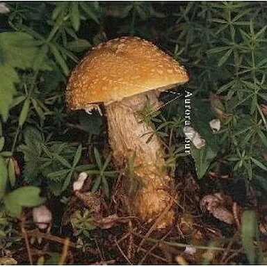 商品名【中古】Aurora Tour / NiNa（帯あり）種別CD帯についてケースの外側に付属しているキャッチコピーが書かれている用紙のことです。状態正常動作確認済みその他一部商品は特殊ケースは除き中古ケースから新品ケースへの交換を行って...