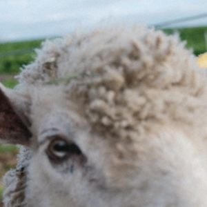 ノーメン バー アズ ザ シャドウズ ルーム詳しい納期他、ご注文時はお支払・送料・返品のページをご確認ください発売日2026/3/18関連キーワード：ZLCP-0446 バー、アズザシャドウズルーム ノーメン NOMEN デビューアルバム ...