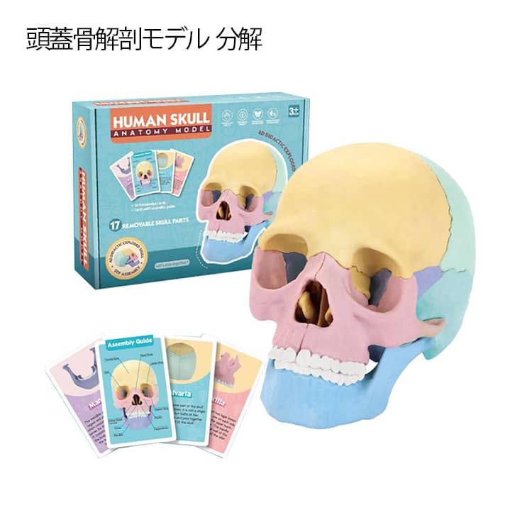分解できるカラー配色頭蓋骨モデルで、構造が一目瞭然。【パーツごとに色分けされた分解構造】頭蓋骨を各部位ごとに分解可能、取り外して内部の構造までしっかり確認が出来ます。骨の構造や位置関係を、視覚的にわかりやすく学べます。脳外科・耳鼻科・眼科・...