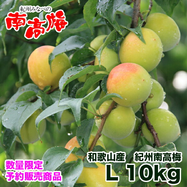 紀州みなべの南高梅 L 10kg [原材料名] 青梅 [原料原産地名] 和歌山県産 [内容量] 10kg [商品説明] 梅の本場 和歌山県みなべ町より採れたての青梅をお届け！ 本物の紀州南高梅をご賞味ください。 他のサイズもご用意しています...
