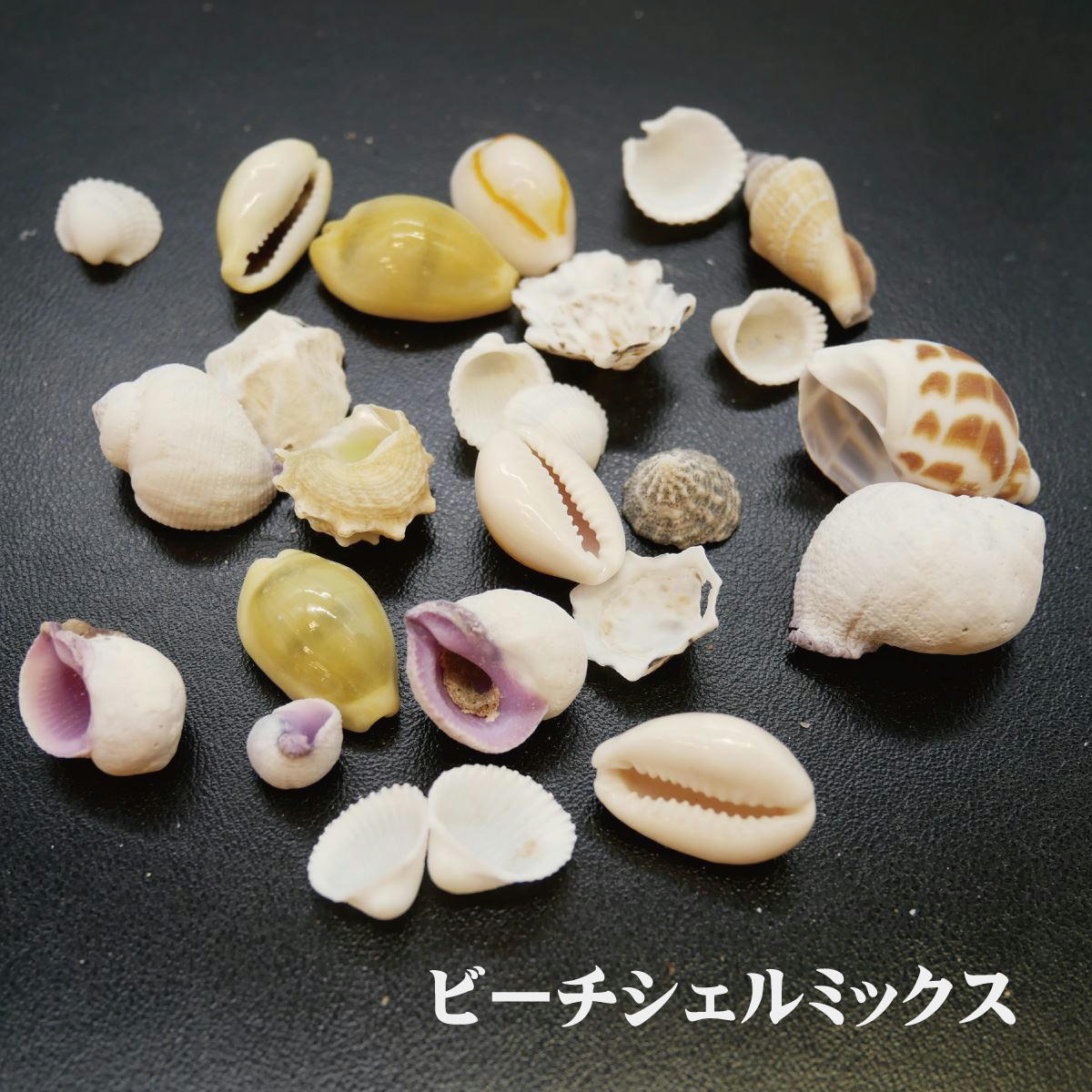 テクスチャ材 貝 ヒトデ サンゴ *商品は1パックのお値段です。 ご注意：モニターの発色の具合によって、実際のものと色が異なる場合がございます。テクスチャ材 貝 ヒトデ サンゴ *商品は1パックのお値段です。 ご注意：モニターの発色の具合に...