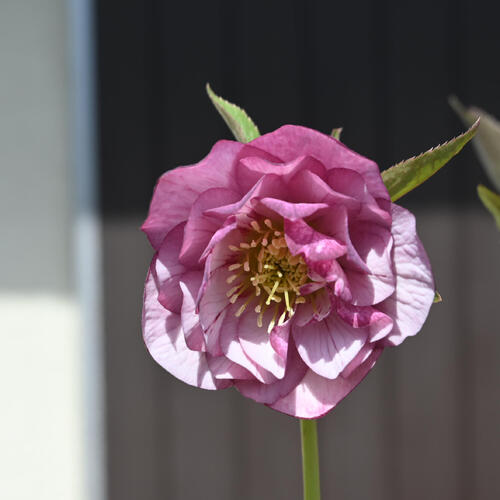 【現品：2025年3月12日撮影】 クリスマスローズは、シックな色合いと、首をかしげたような姿が印象的です。 クリスマスの時期に花を咲かせることから、この名前が付いたと言われていますが、一般的に開花は1月から3月頃です。 その控えめな美しさ...