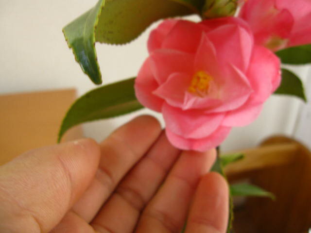 楽天市場】ツバキ サザンカ(植木|ガーデニング・農業):花 楽天市場】ツバキ サザンカ(植木|ガーデニング・農業):花