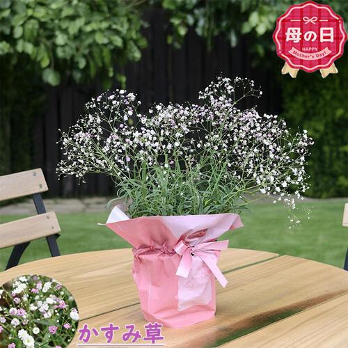 母の日期間には母の日ラッピングをしてお届けするので、そのままお渡しいただけます。 当店お任せラッピング付き、育て方説明書付き ※別途オプションでラッピングのお色やカードをお選びいただくことも可能です。 ※母の日期間のみ母の日ラッピング付き ...