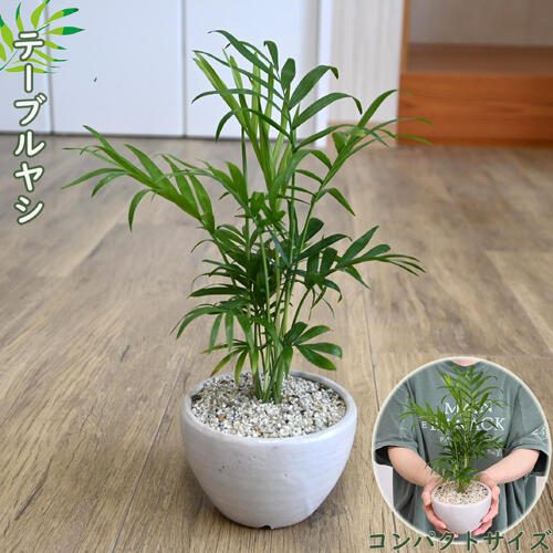 テーブルヤシは、テーブルの上でも楽しめるコンパクトなサイズが特徴です。 細くしなやかな茎と、優雅に広がる羽のような葉が魅力的で、最大でも1メートル程度とコンパクトに育つため、テーブルの上や棚の上など限られたスペースでも楽しめます。 小さめサ...