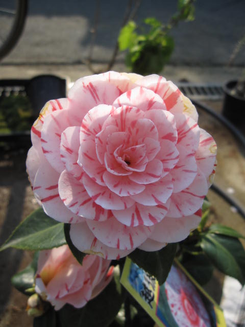 楽天市場】山茶花 椿の通販 楽天市場】山茶花 椿の通販