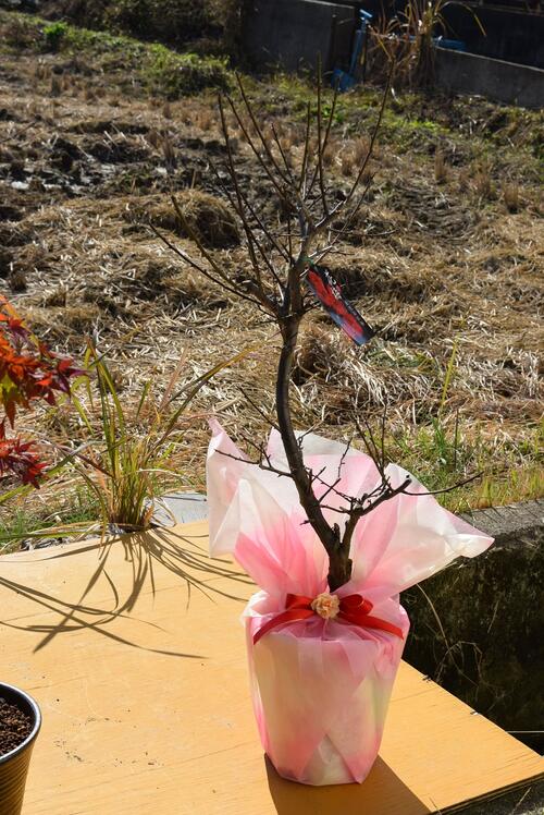 鹿児島紅梅は美しい濃紅色の一重咲き花梅です。紅色が特に濃く、鮮やかな花色で紅梅の中でも人気が高い品種です。 　 美しい梅の花から元気をもらいましょう 商品名花梅 鹿児島紅梅(カゴシマコウバイ) 花の様子・鮮やかな紅色の八重咲き花・直径約2c...