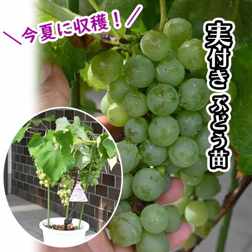 ※お届け時は　実がついていません タノレッドは幻のぶどうとも言われており　産地は新潟県です。幻のぶどうと言われるのには理由があり産地である新潟県でしか手に入れることができにくいからです。　タノレッドの実がとても柔らかく、果汁も多いのでとても...
