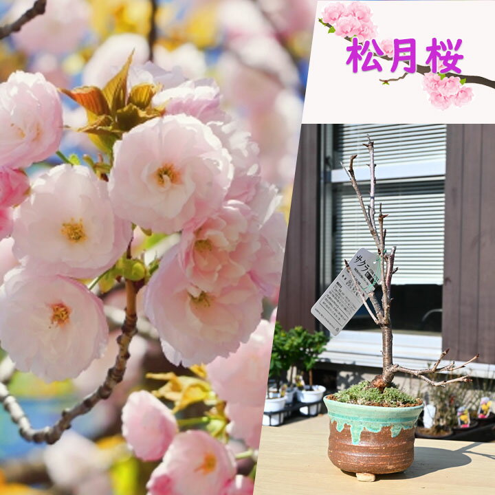 楽天市場】桜 松月(苗物|ガーデニング・農業):花・ガーデン 楽天市場】桜 松月(苗物|ガーデニング・農業):花・ガーデン