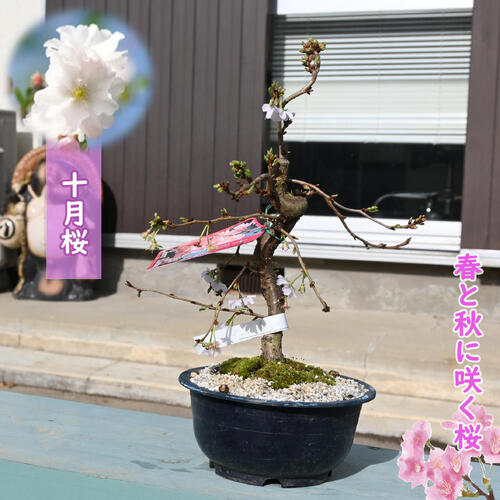※現品ではなく同等品のお届けとなります ※お届け時期によってはお花がついていない場合がございます 十月桜盆栽は、一年に二度開花する珍しい品種です。 春は全体のつぼみの3分の2、秋は残りの3分の1が咲きます。 秋の桜は貴重で、春とは異なる雰囲...