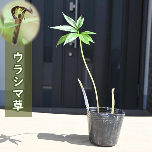 ウラシマ草は、四国や本州を中心に日本に広く自生している球根植物です。 苞の中に伸びた付属体の先端部が細く糸状に伸び、その姿を、浦島太郎が釣り糸を垂れている様子を連想させることから名づけられました。 独特な花の形をしており、ミステリアスな雰囲...
