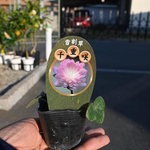 開花 毎年　花時期： 1月〜3月 　水遣り　 用土の表面が乾いたらあげる。　 目安は春・秋は1日1-2回、夏1日2回、冬2,3日に1回　　 置き場所　 基本的に室外。日当たり・風通しの良い所。夏は半日陰の方がいいです。　