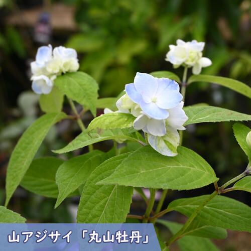 ※　お届けする時期によりまして　樹高と樹姿は　変わります 「丸山牡丹」は、てまり咲きの花を咲かせます。 小輪多花性で、花は一花が大きくそれが寄せ集まった感じで咲きあがります。 花色は淡い色調で、枝姿もバランスのとれたアジサイです。 山あじさ...