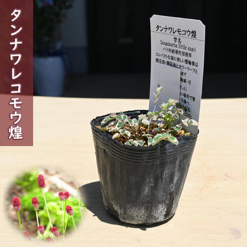「タンナワレコモウ煌」は、白覆輪品種で、一般的な種と比較すると背が低いため、小さな花壇や鉢植えでも育てやすいです。 濃い赤色の花が上品な印象で、カラーリーフや寄せ植えなどにも活躍します。 ポット苗 ・商品名タンナワレコモウ煌 ・商品の説明 ...
