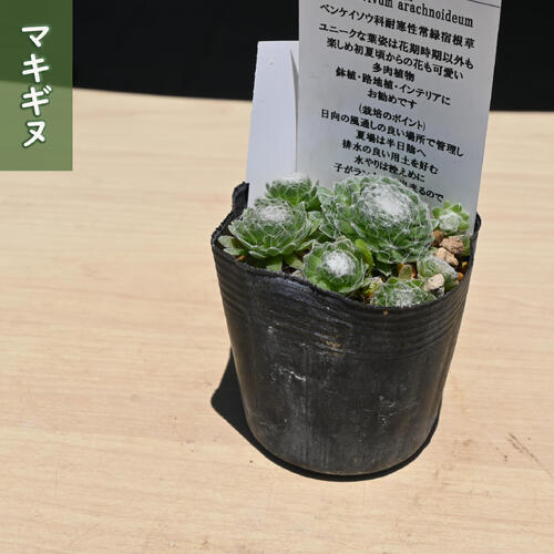 マキギヌは、ヨーロッパ産のセンペルビウムの仲間で、白い糸を巻いたような姿が面白い多肉植物です。 ロゼットが大きくなるとニョキニョキと花茎を伸ばして、ツメレンゲのような花を咲かせます。花色も赤味が強く綺麗です。 小さくてふわふわした感じが可愛...