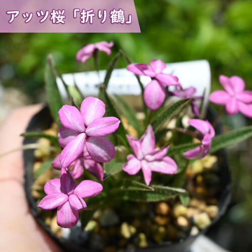 アッツ桜「折り鶴」は、花弁に白い絣模様が入る品種です。 小球根植物で、球根がよく分球するのでたくさんのお花を楽しんでいただけます。 草丈が伸びず、山野草のように鉢植えにしても楽しめますし、寄せ植えや花壇などにも最適です。 ※画像は開花のイメ...
