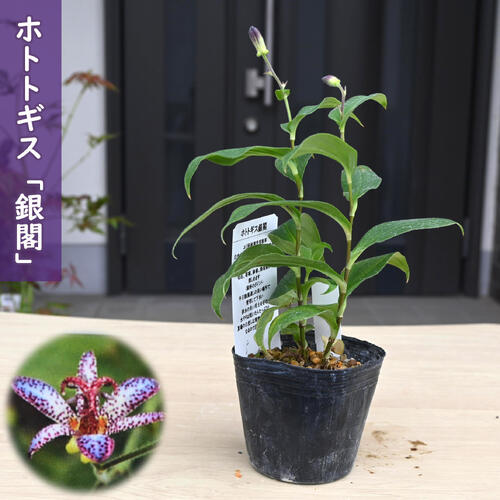 ホトトギスは、東アジアや日本が原産の植物で、ピンク色や白色の花を咲かせる多年草です。 斑点模様の花弁が特徴で、この独特な模様が「杜鵑（ほととぎす）」という鳥の腹部の模様に似ているため「ホトトギス」と名付けられました。 「銀閣」は、タイワンホ...